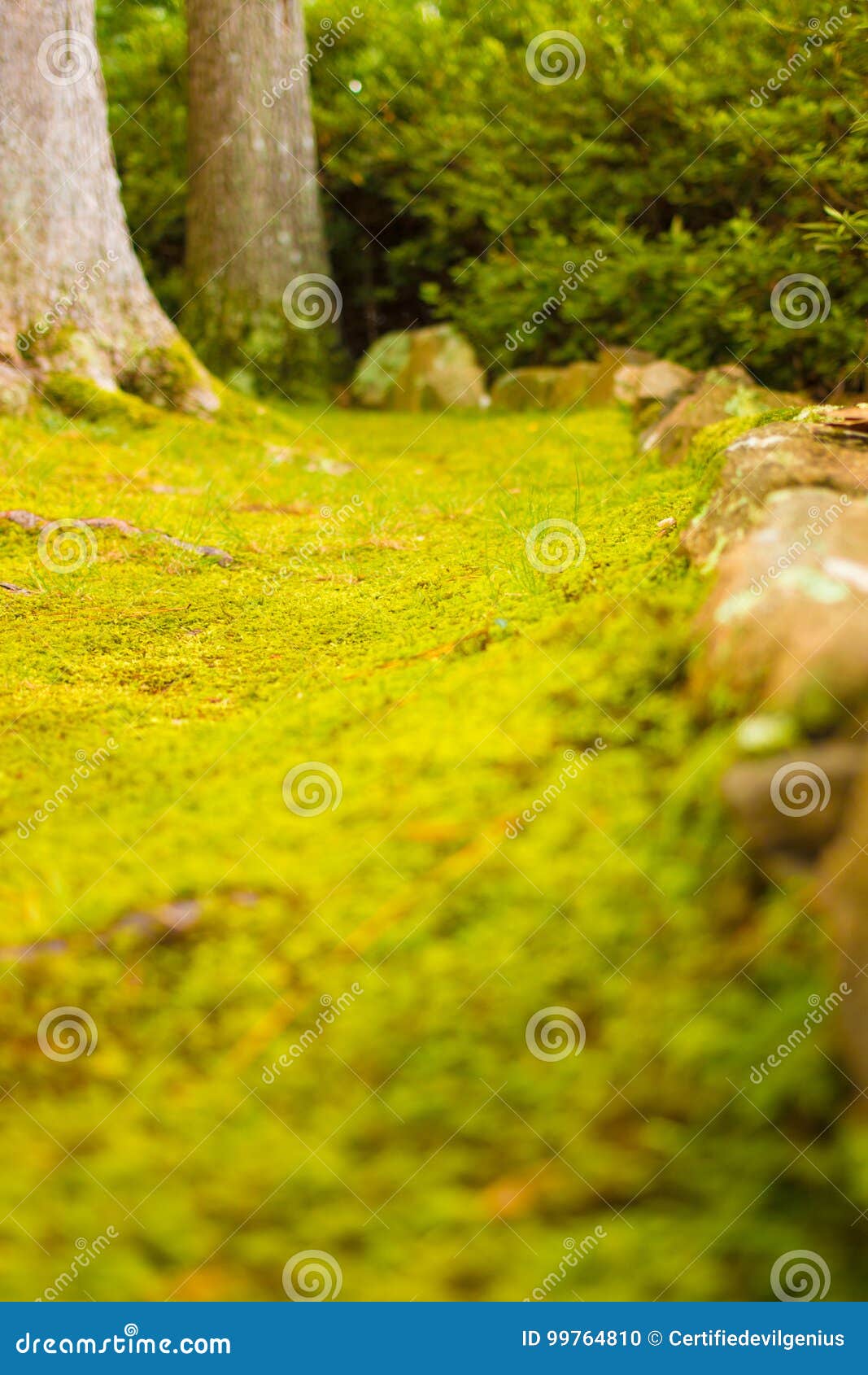 Mossy Path stock photo. Image of forest, ground, path - 99764810