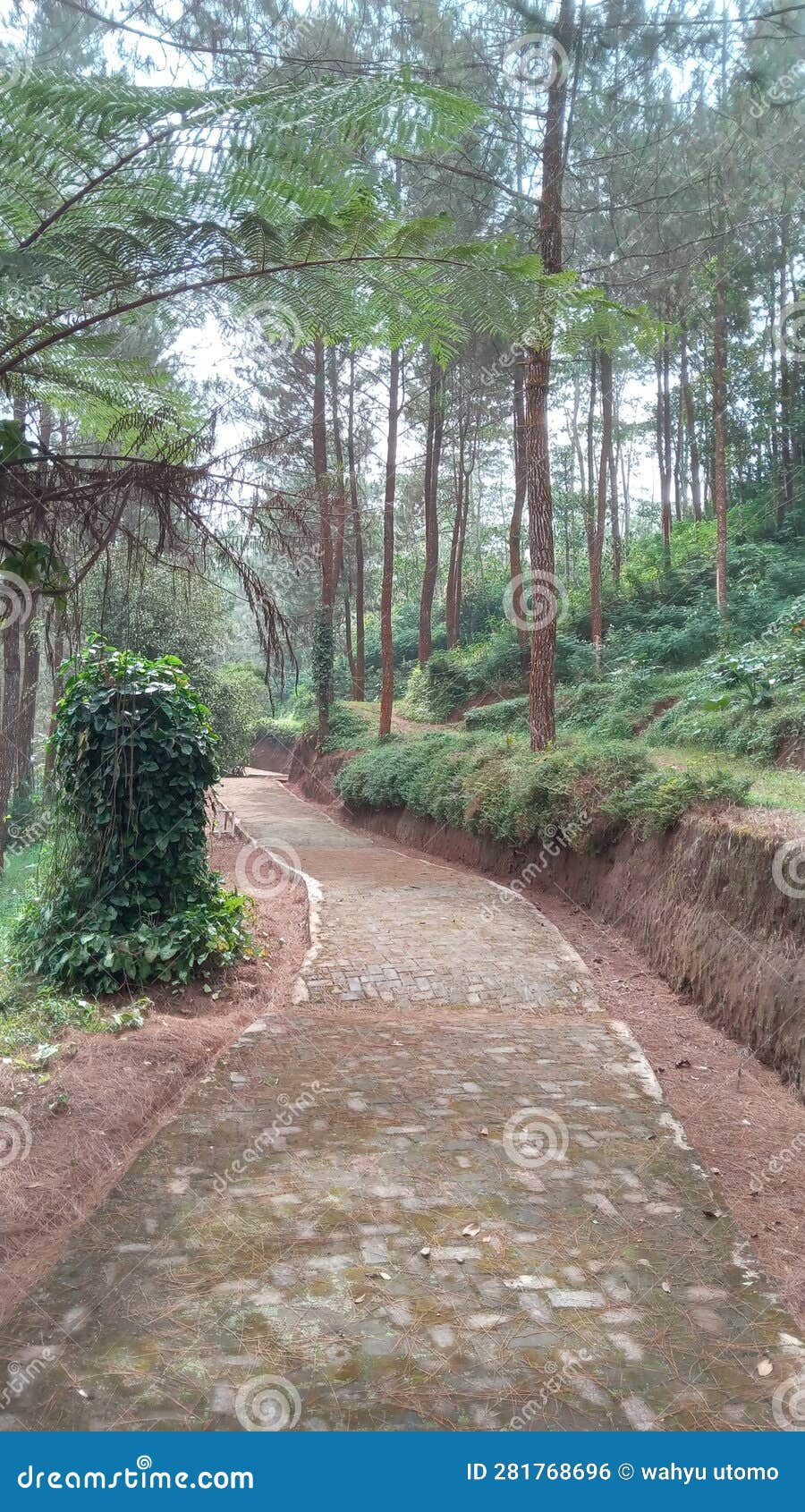 Mossy path in the forest stock photo. Image of yard - 281768696