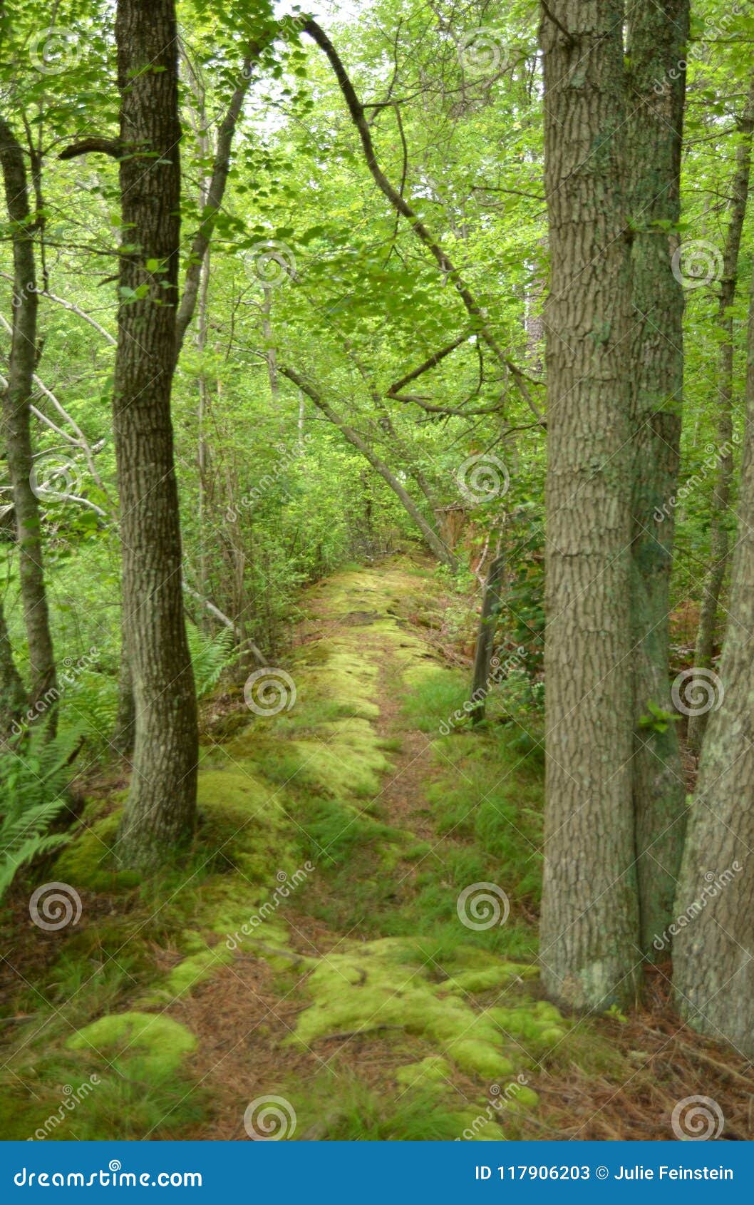 Mossy Path stock image. Image of damp, woods, path, spring - 117906203