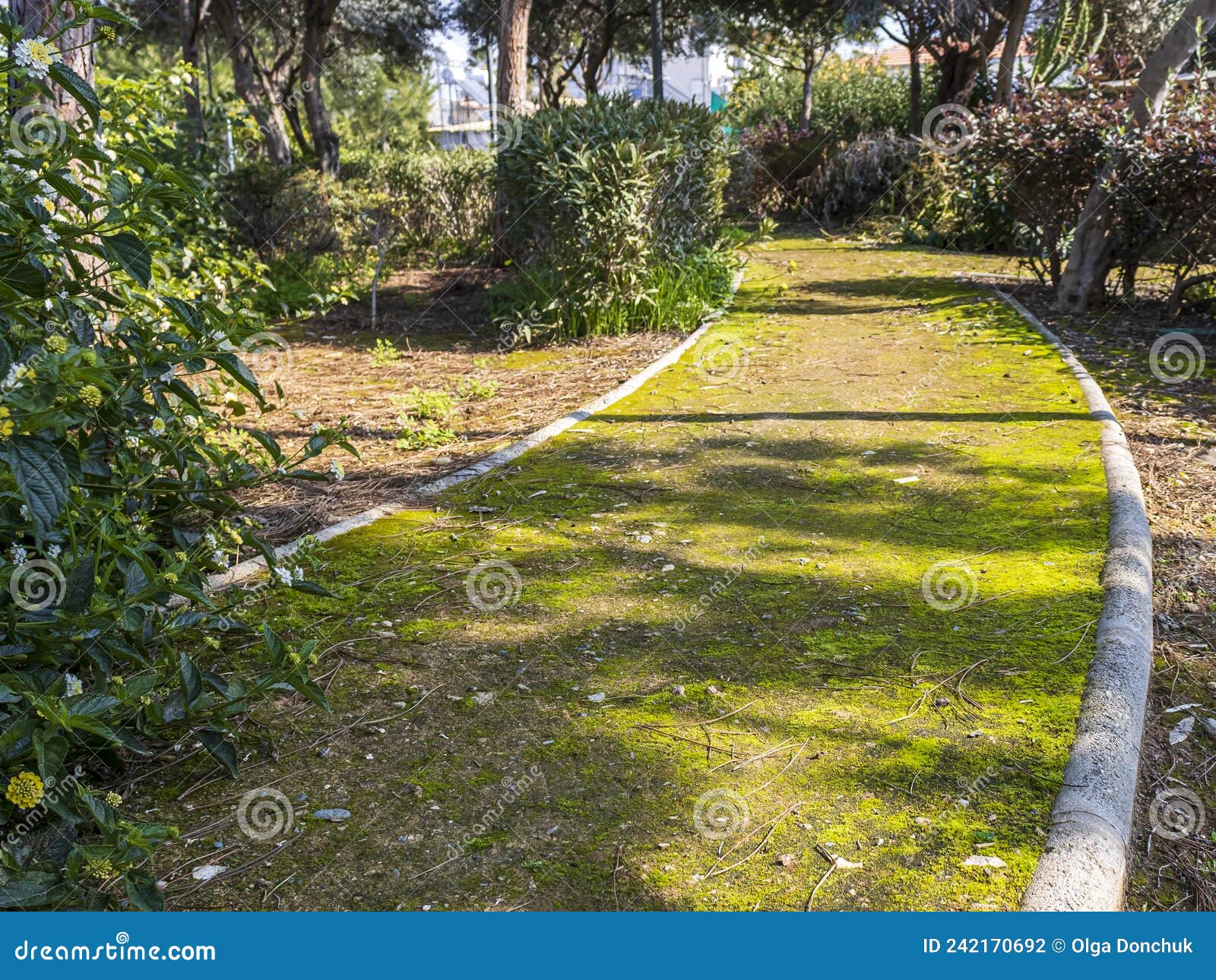 Mossy path in the park stock photo. Image of walkway - 242170692