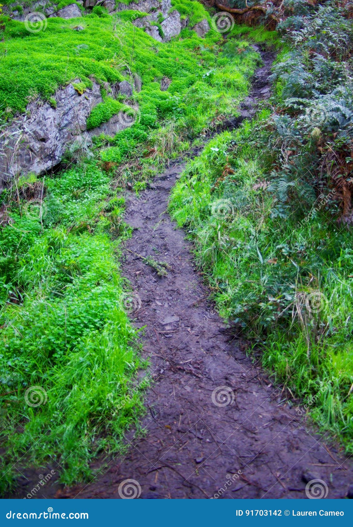 Mossy Path stock photo. Image of wander, peninsula, adelaide - 91703142