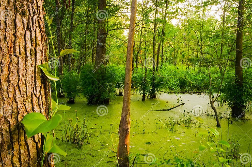 Mossy Pond stock photo. Image of nature, area, beauty - 85127486