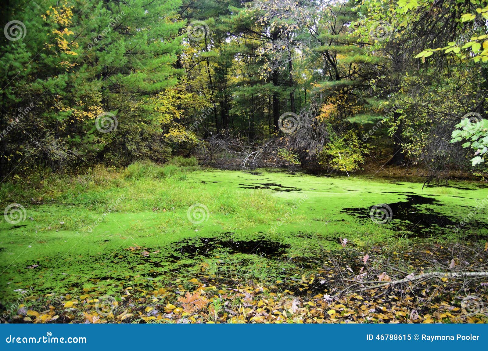 Mossy pond stock image. Image of beautiful, mossy, nature - 46788615