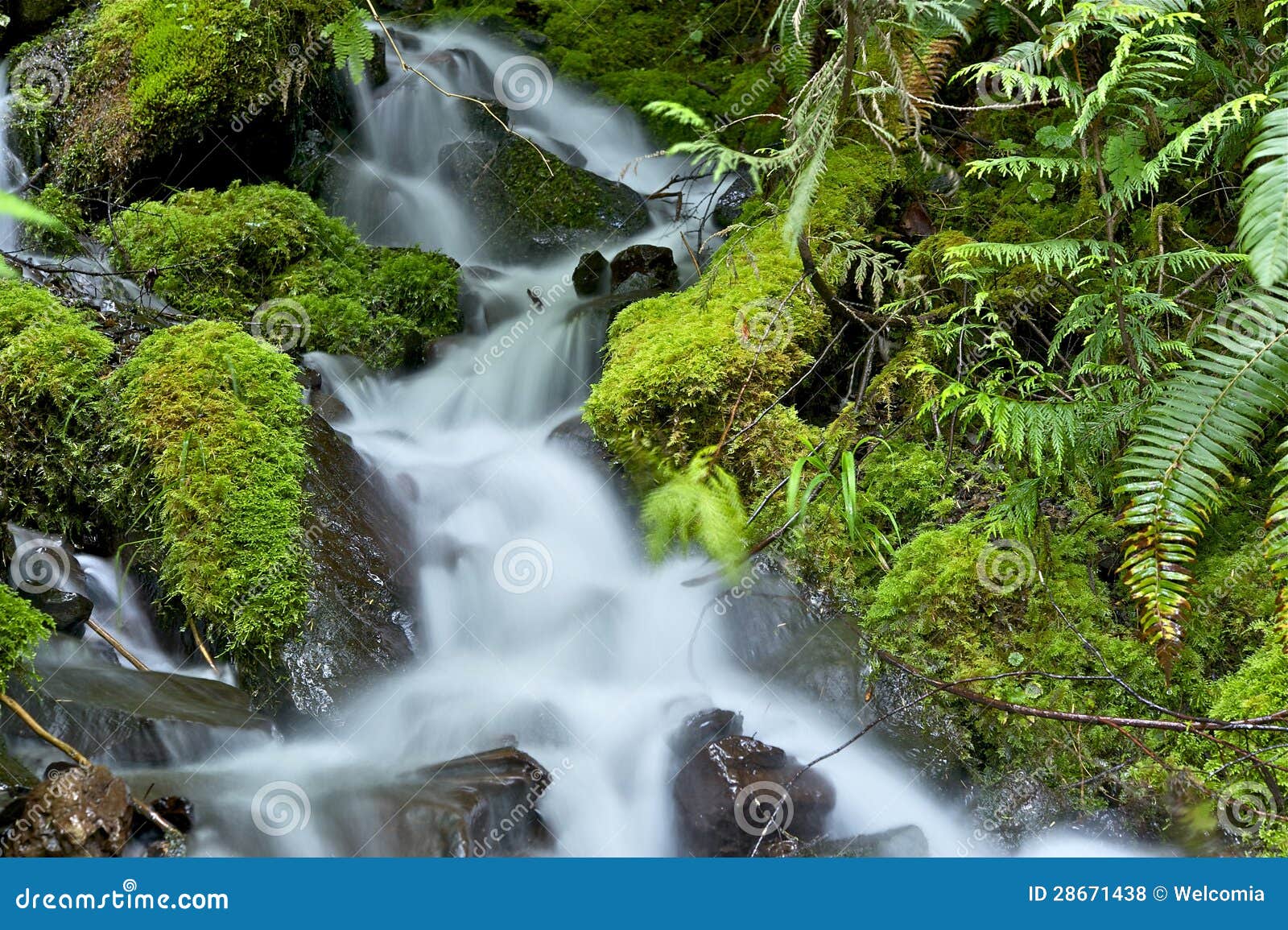 Mossy Rainforest Creek stock photo. Image of hiking, outdoor - 28671438