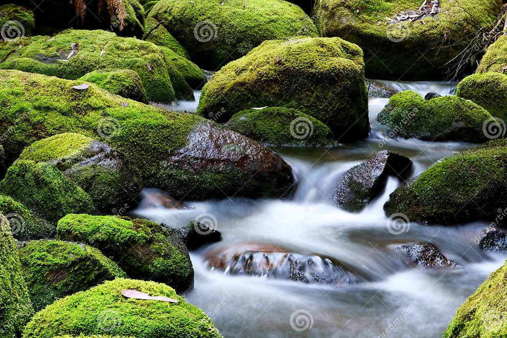 Mossy River Rocks stock image. Image of river, moss, mossy - 1525119
