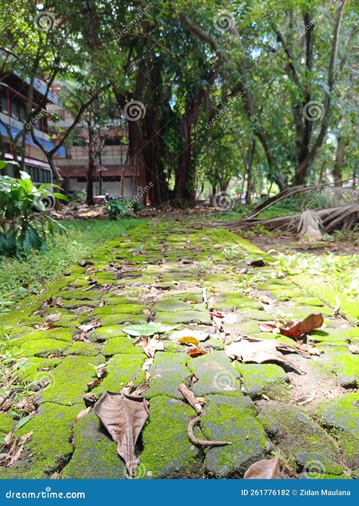 Mossy Road, Trees, Dead Leaves Stock Photo - Image of nature, pond ...