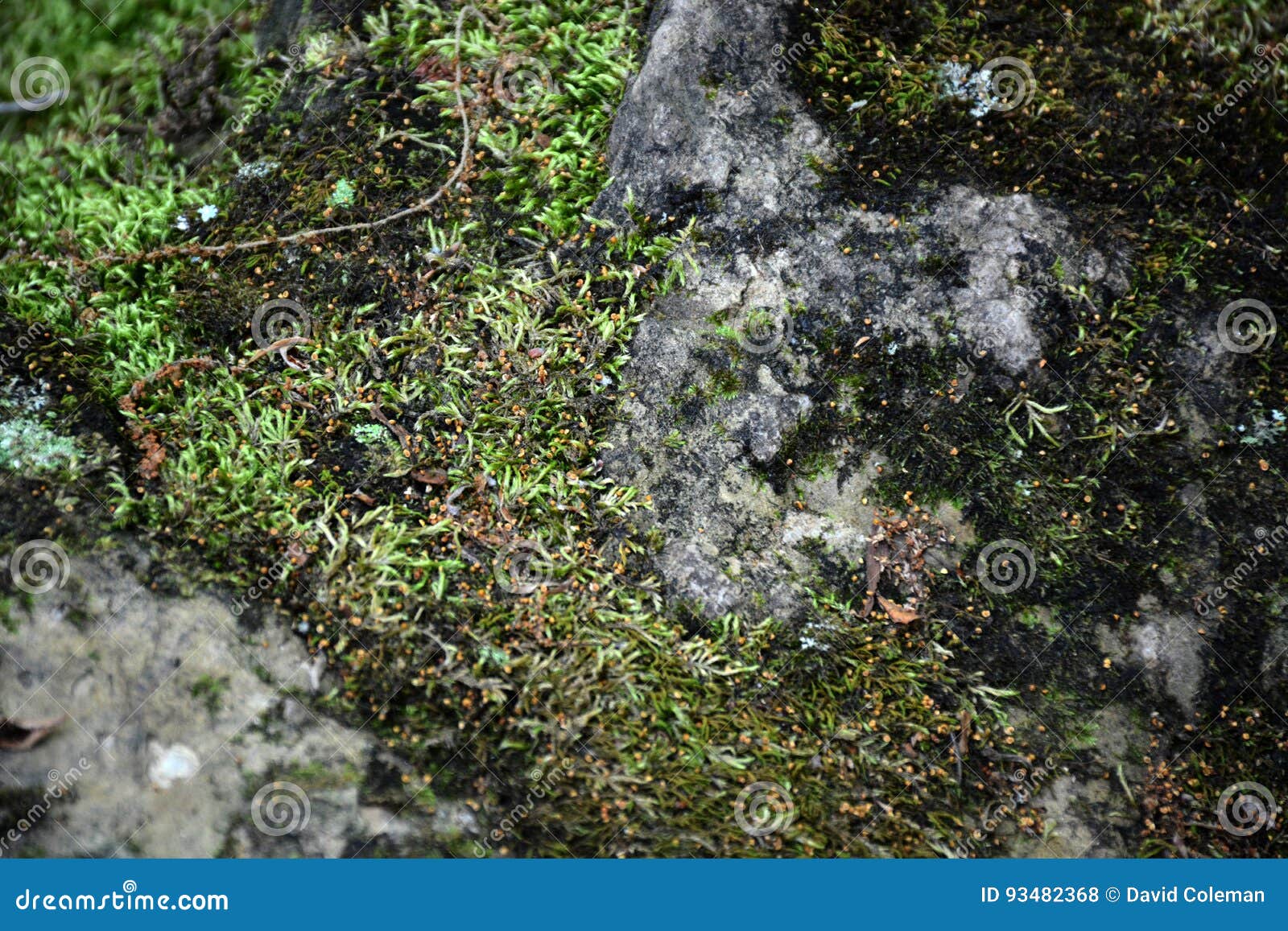 Mossy rock stock photo. Image of rock, stone, forest - 93482368
