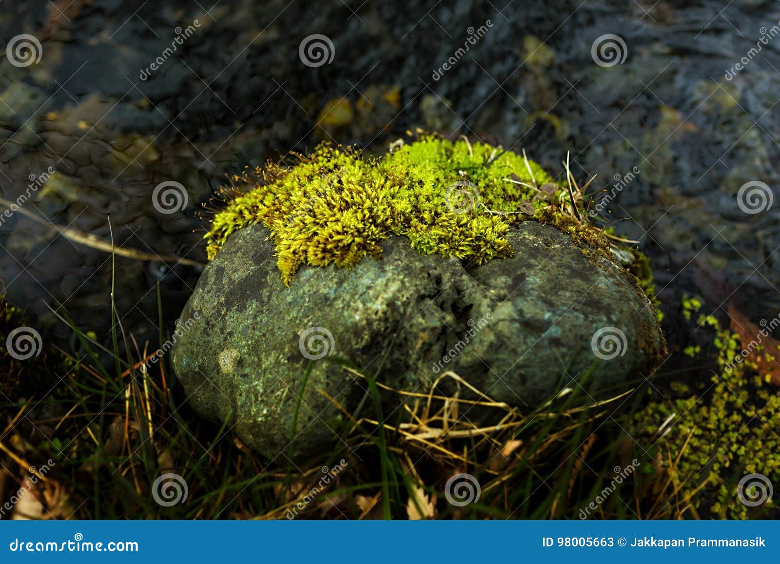 Mossy rock stock image. Image of tranquility, travel - 98005663
