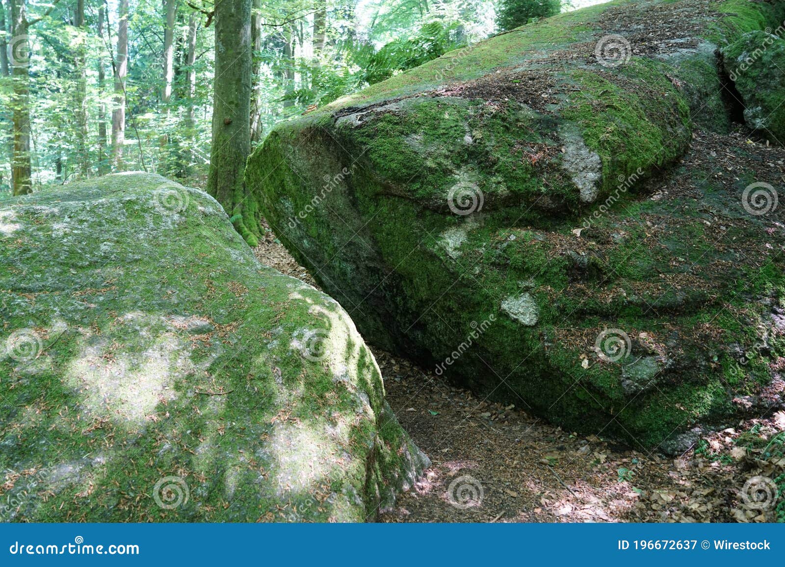 Mossy rock in a forest stock image. Image of natural - 196672637
