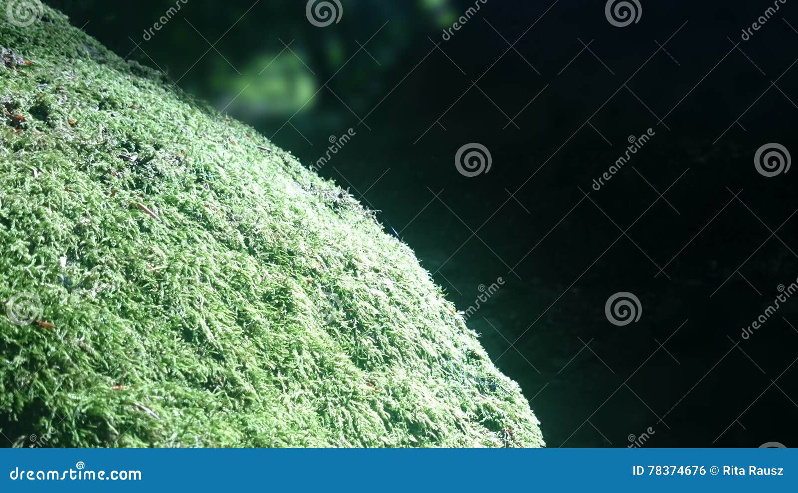 Mossy rock stock photo. Image of nature, forest, rock - 78374676