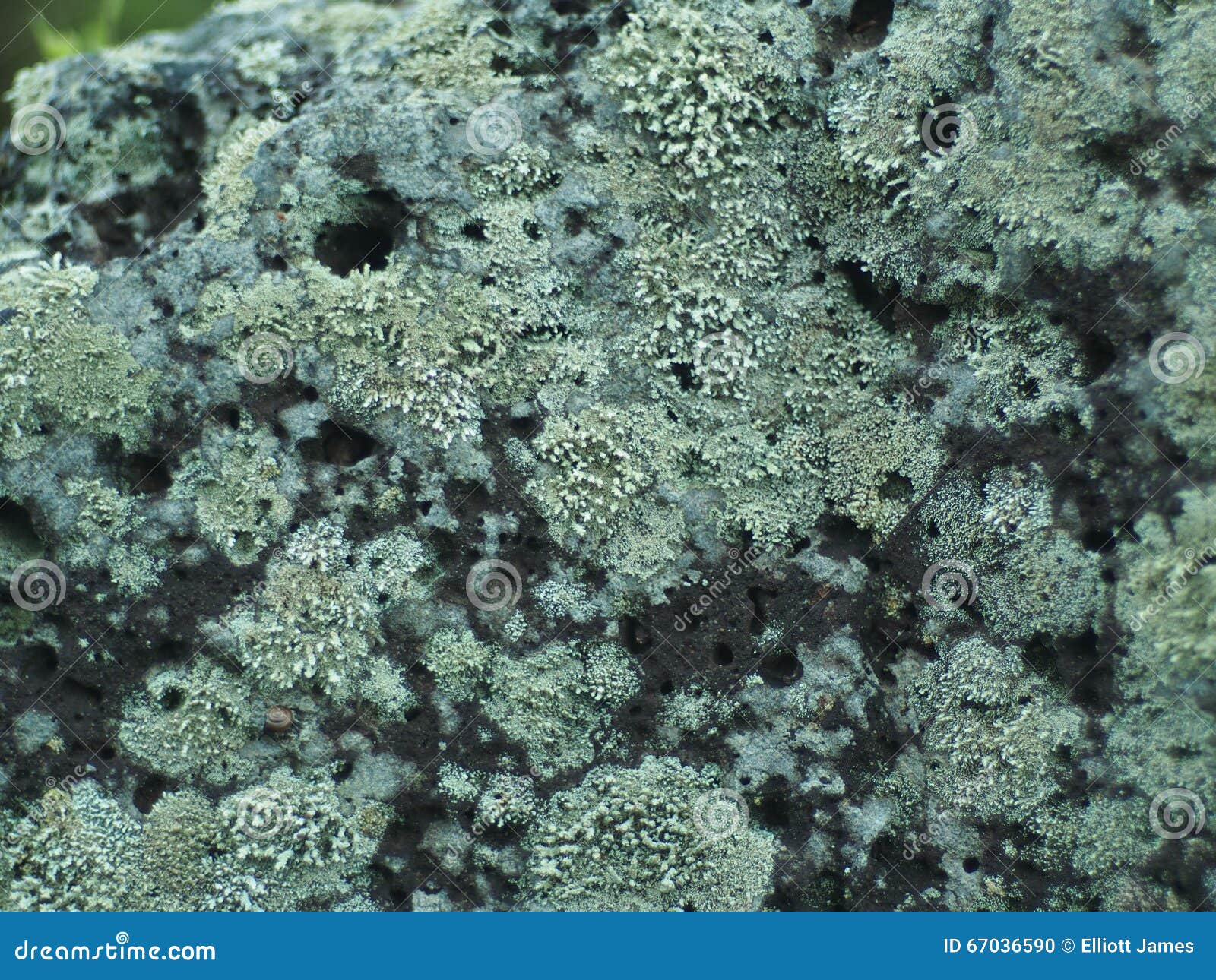 Mossy rock in a forest stock photo. Image of mossy, lichen - 67036590