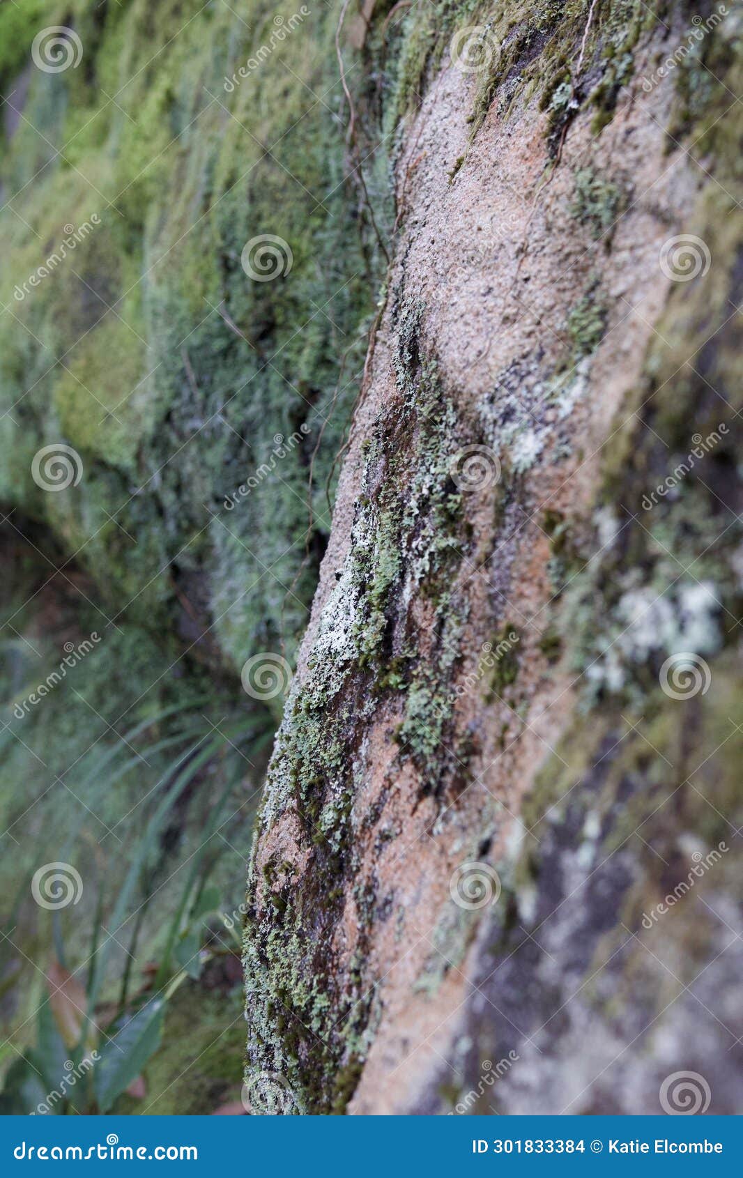 Mossy rock in the forest stock photo. Image of mossy - 301833384