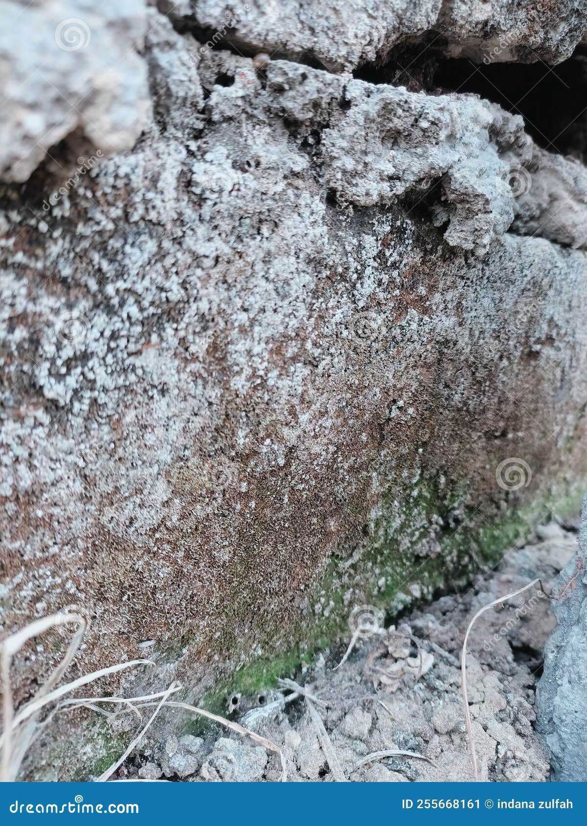 Mossy Rock Indonesia stock image. Image of leaf, rock - 255668161