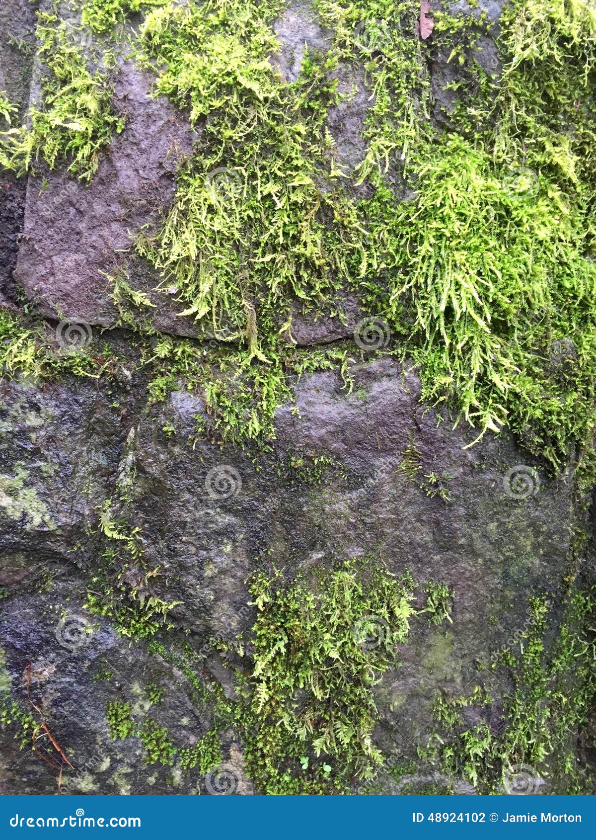 Mossy rock stock photo. Image of rock, wall, wallpaper - 48924102