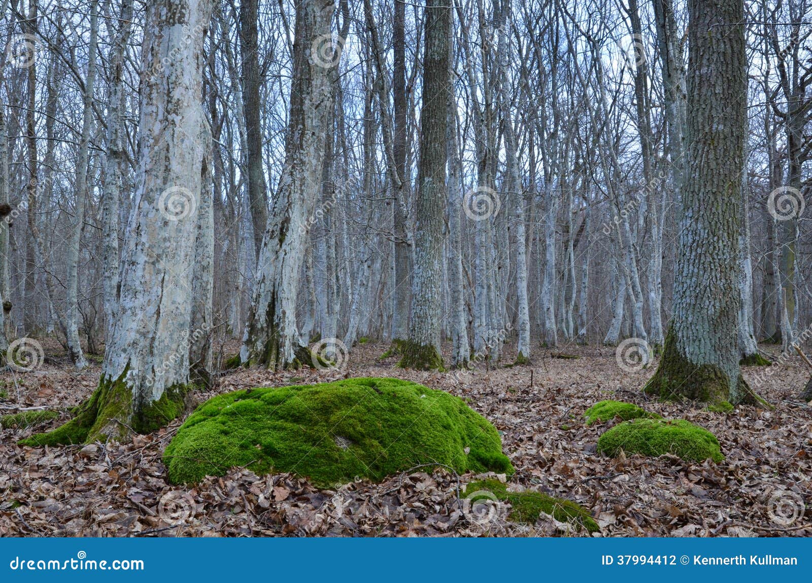 Mossy Rock in Mystic Forest Stock Photo - Image of forest, tree: 37994412