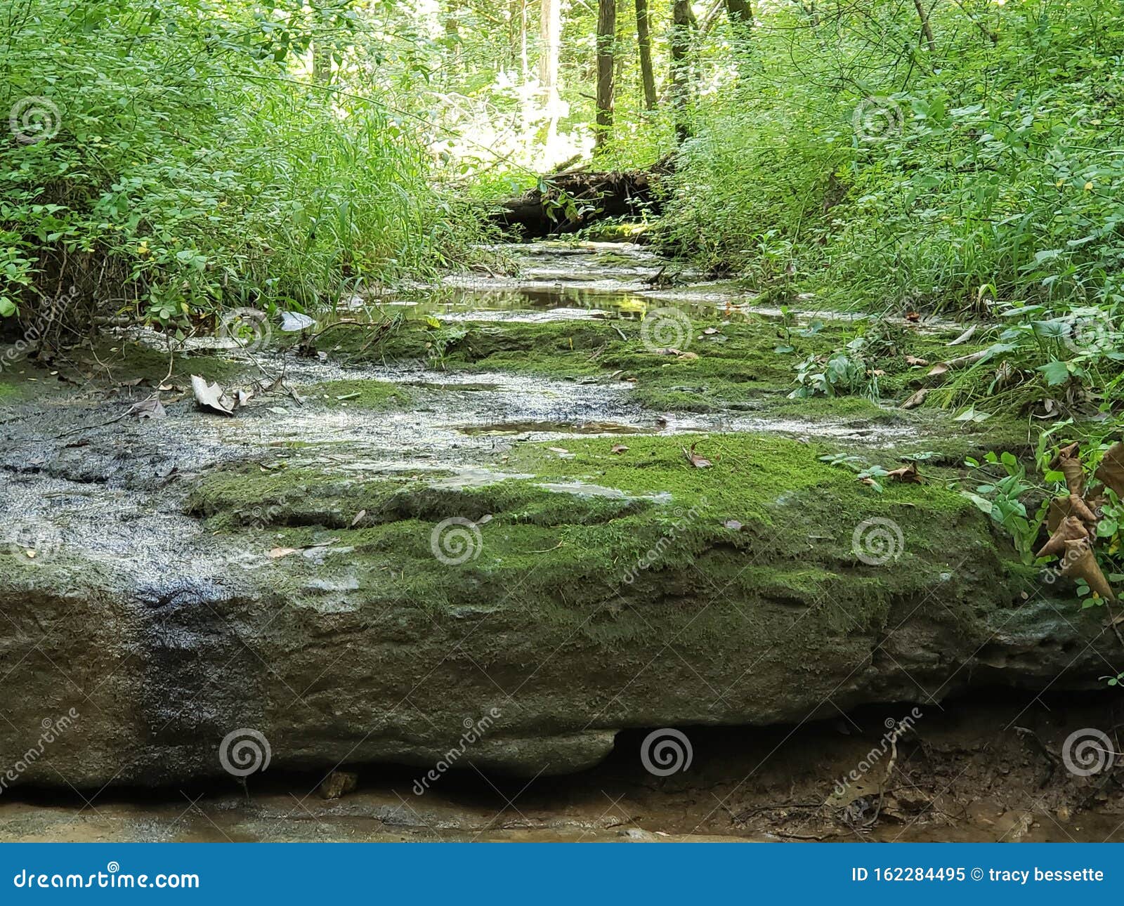 Mossy rock path stock image. Image of mossy, rock, path - 162284495