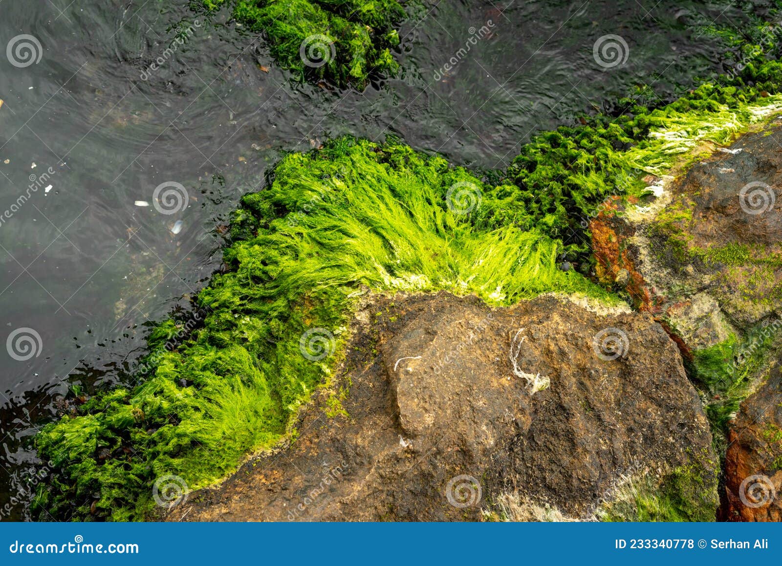 Mossy Rock Texture in the Sea with Green Water Stock Photo - Image of ...