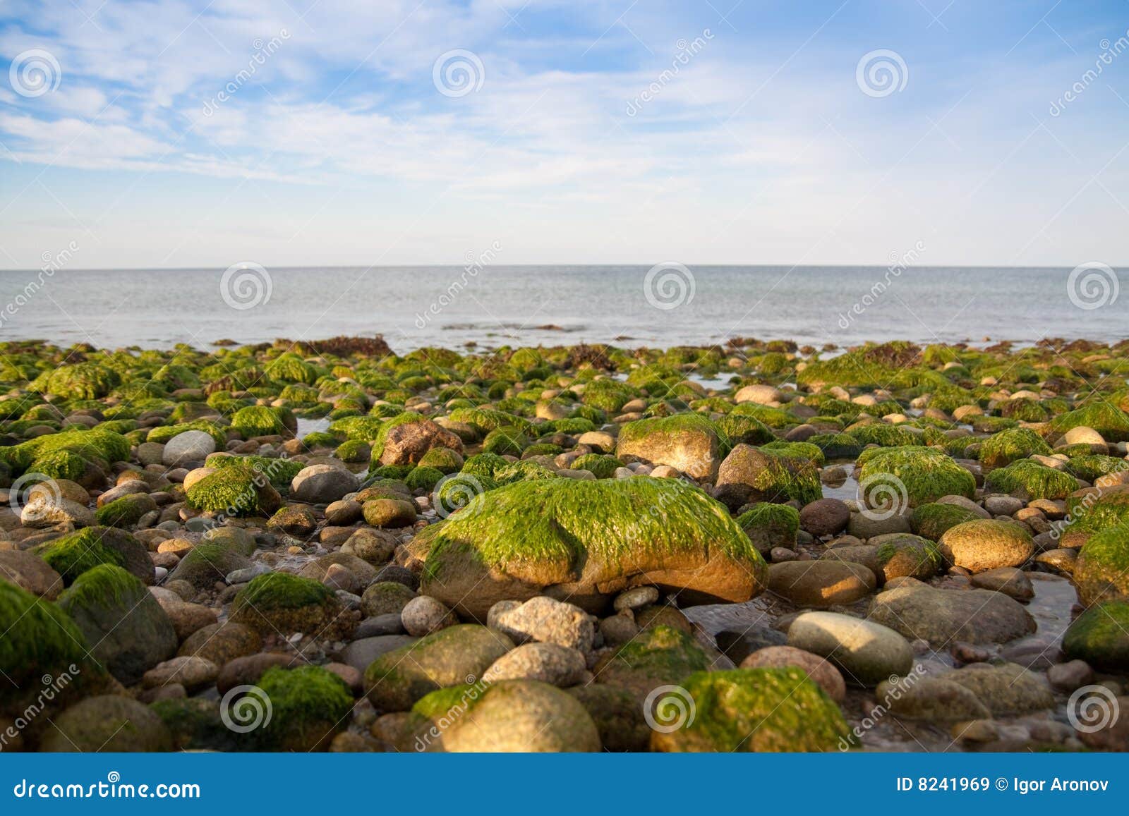 Mossy rocks stock image. Image of algae, horizon, moss - 8241969