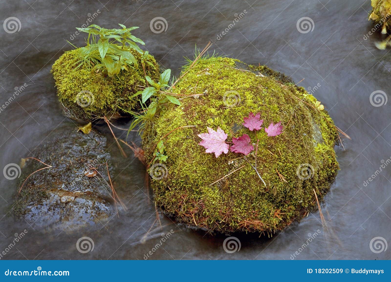 Mossy rocks in a creek stock image. Image of natural - 18202509