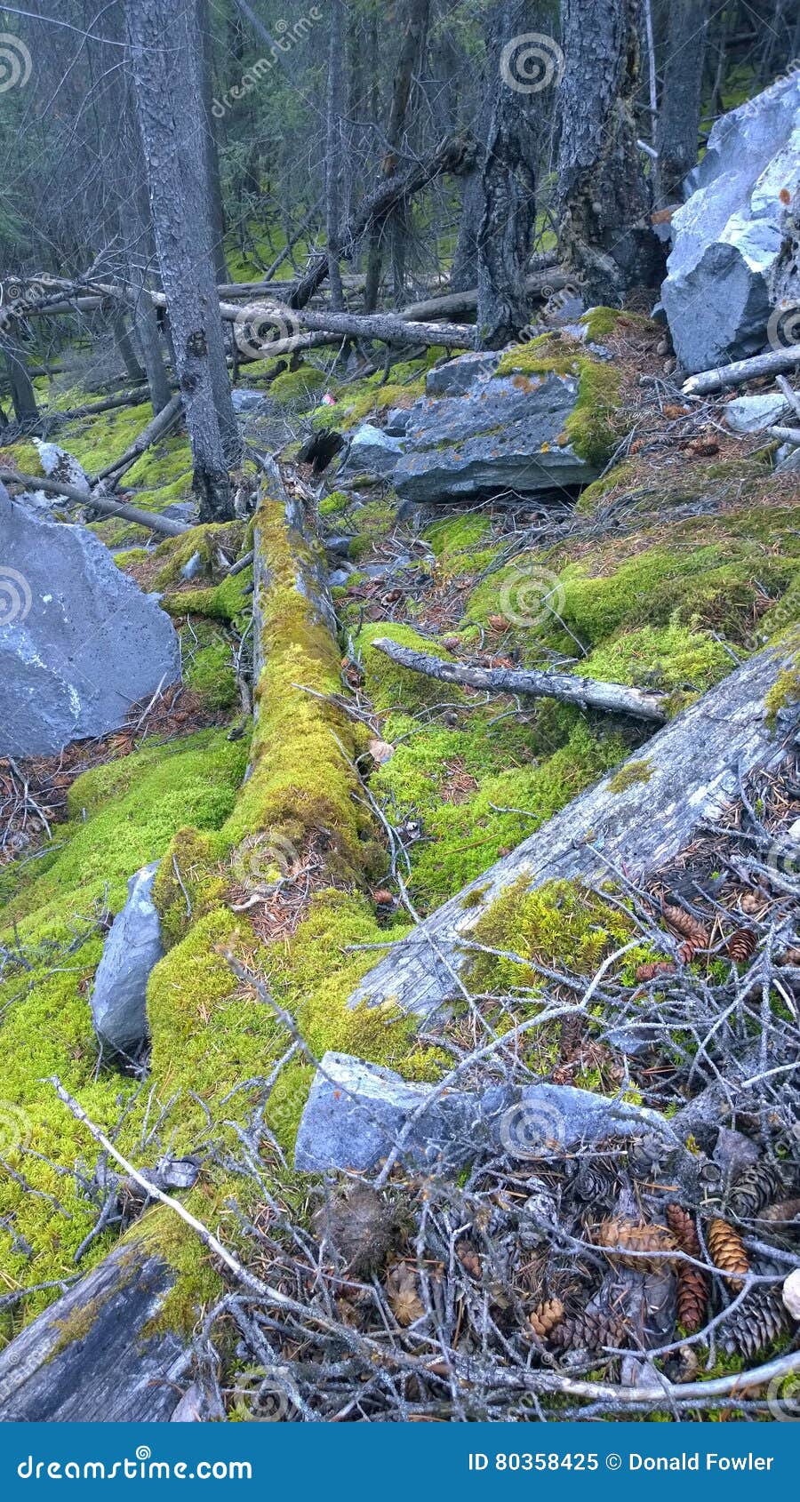 Mossy Rocks in Forest, Banff National Park, Canada Stock Image - Image ...