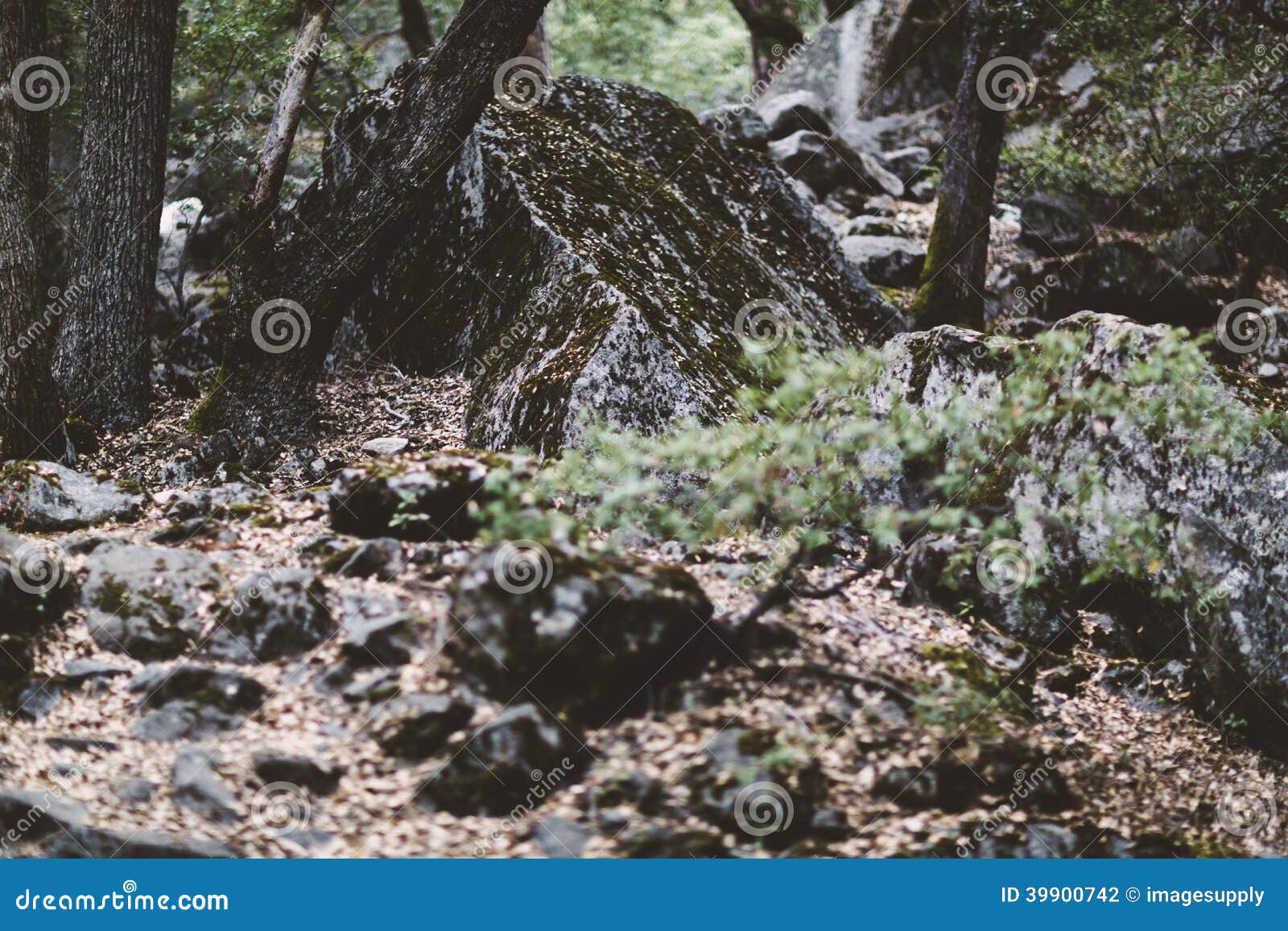 Mossy rocks in forest stock photo. Image of textures - 39900742