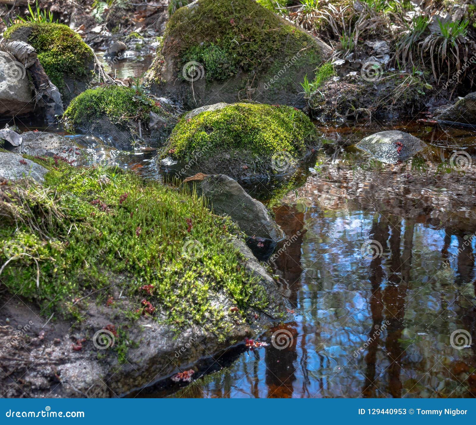 Mossy Rocks in Pring Creek Forest Reflected Stock Image - Image of ...