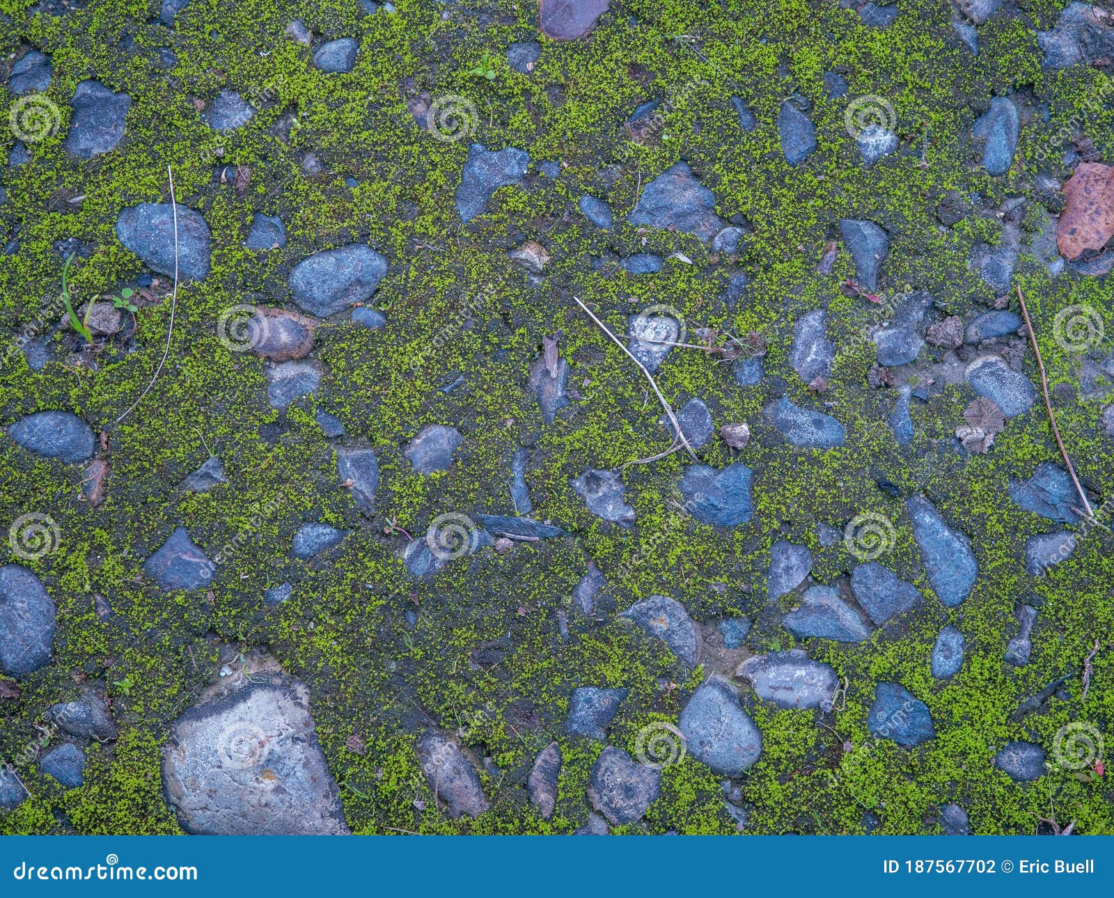 Mossy and Rocky Forest Floor Scene Stock Photo - Image of gravel, floor ...