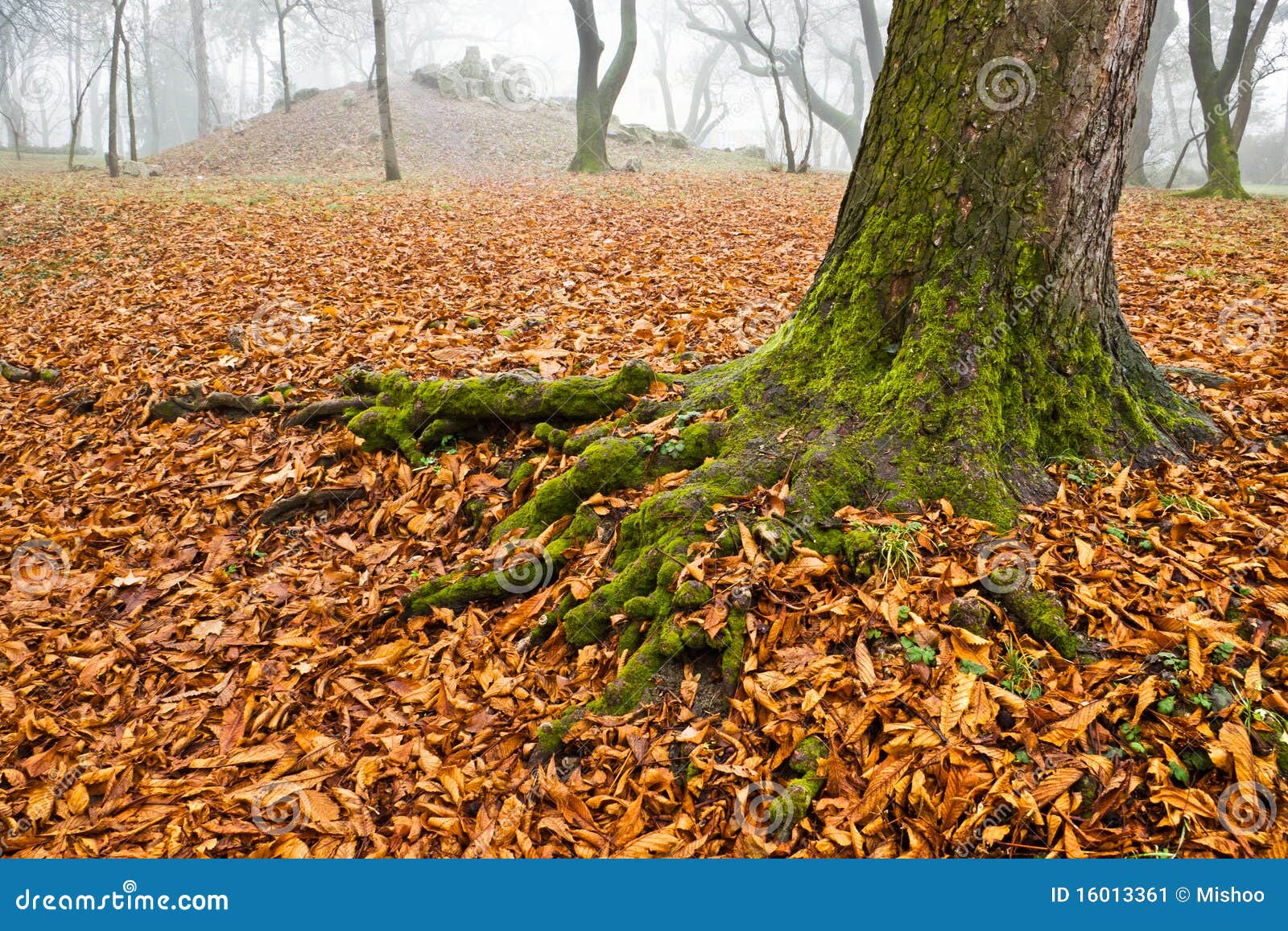 Mossy roots stock image. Image of seasonal, natural, foliage - 16013361