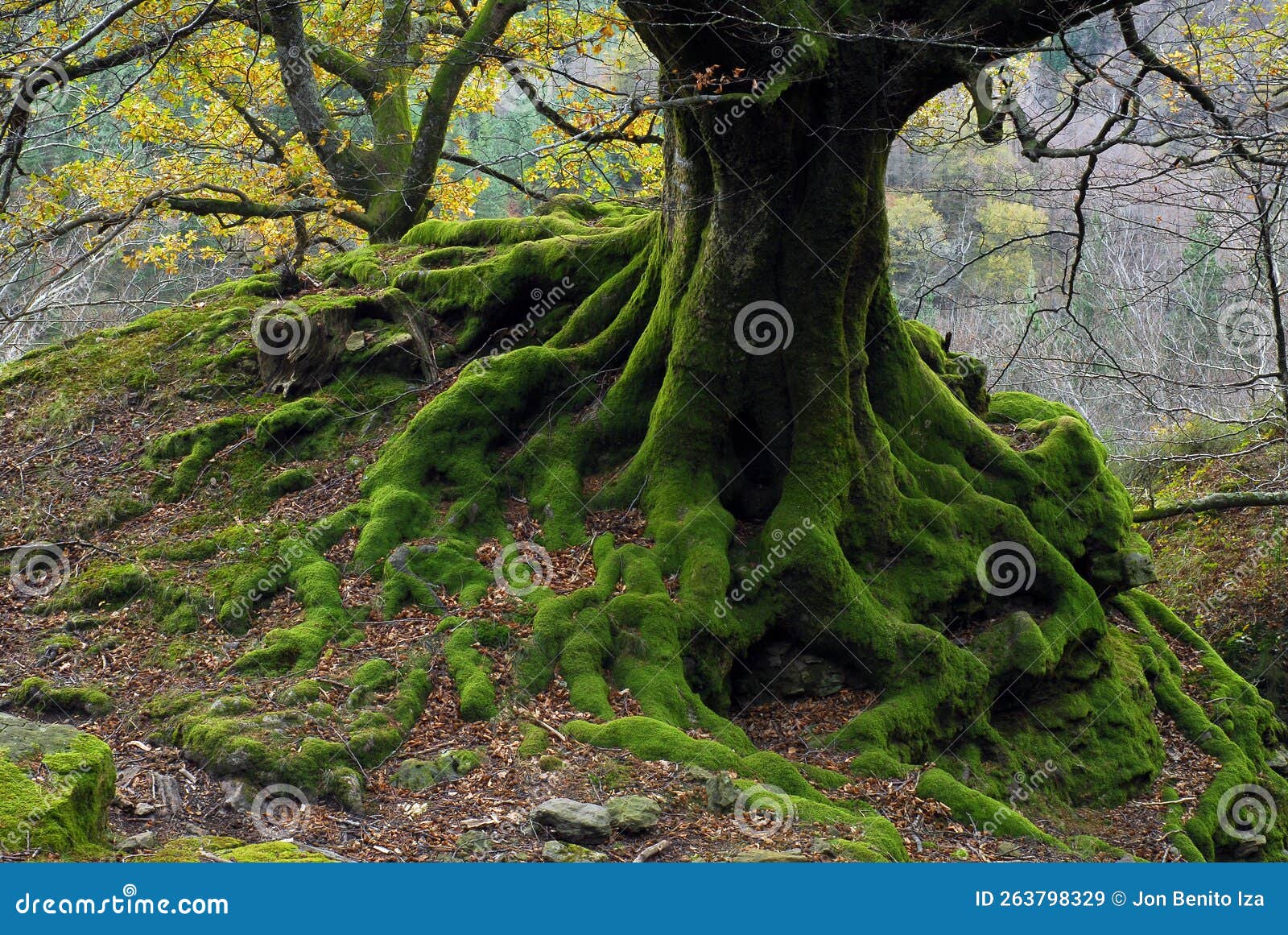 Mossy Roots In A Beech Tree Gorbeia Natural Park Basque Country Stock