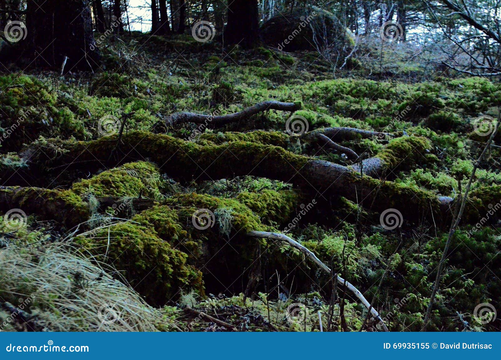Mossy roots stock image. Image of forest, eerie, tangled - 69935155