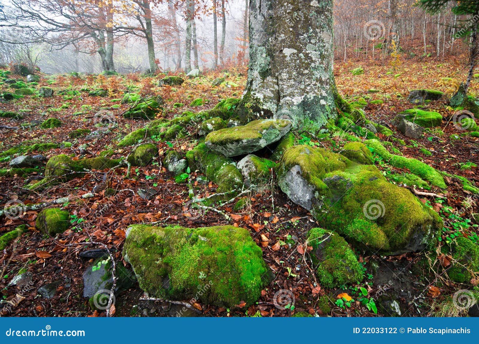 Mossy roots forest soil stock photo. Image of floor, season - 22033122