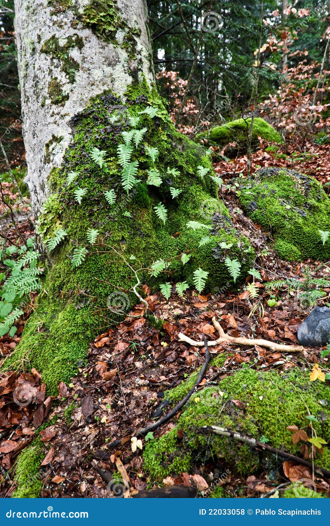 Mossy Roots and Rocks Forest Soil Stock Photo - Image of november ...