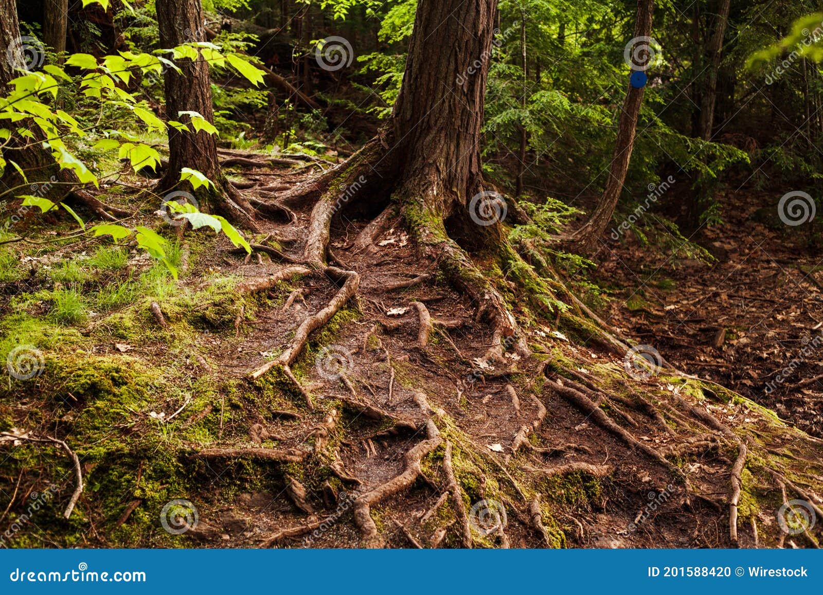 Mossy Roots of a Tree in the Forest Stock Photo - Image of mossy ...
