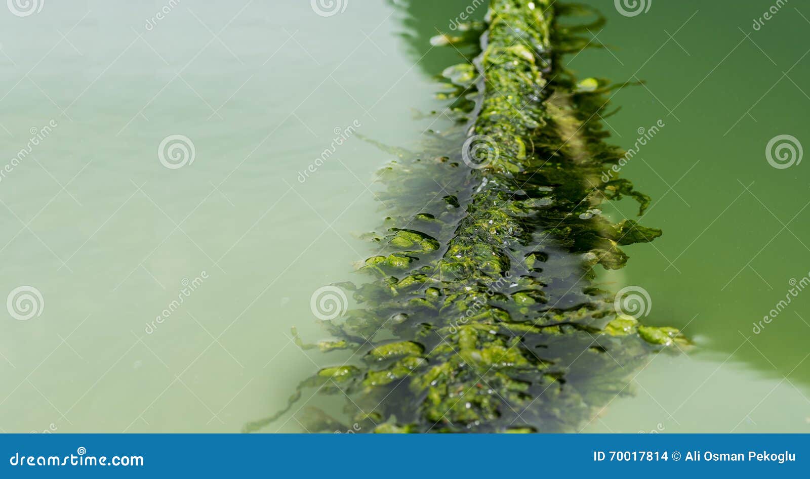 Mossy rope stock photo. Image of moss, rope, dock, algae - 70017814