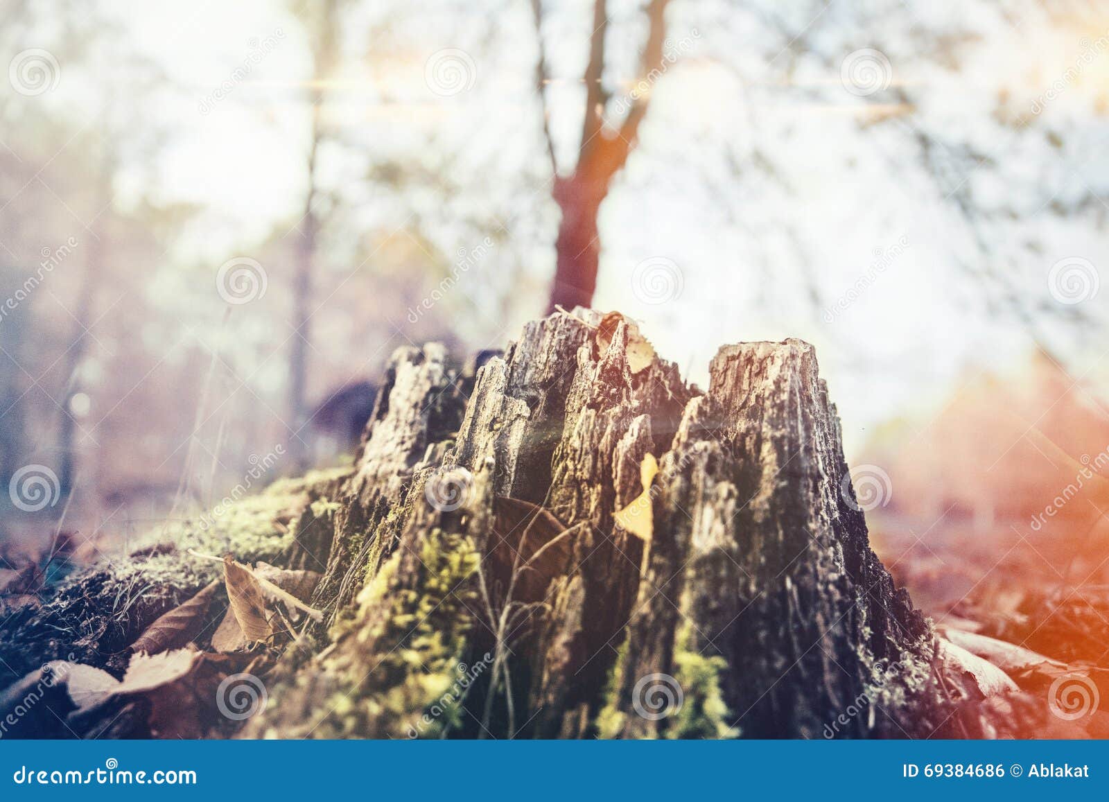 Mossy rotten tree stump stock photo. Image of forest - 69384686