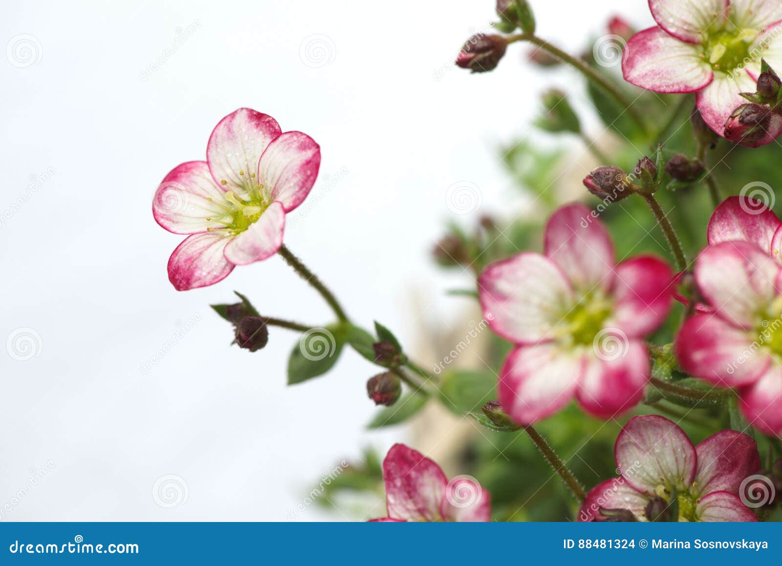 Mossy Saxifrage flowers stock photo. Image of buds, rockfoils - 88481324