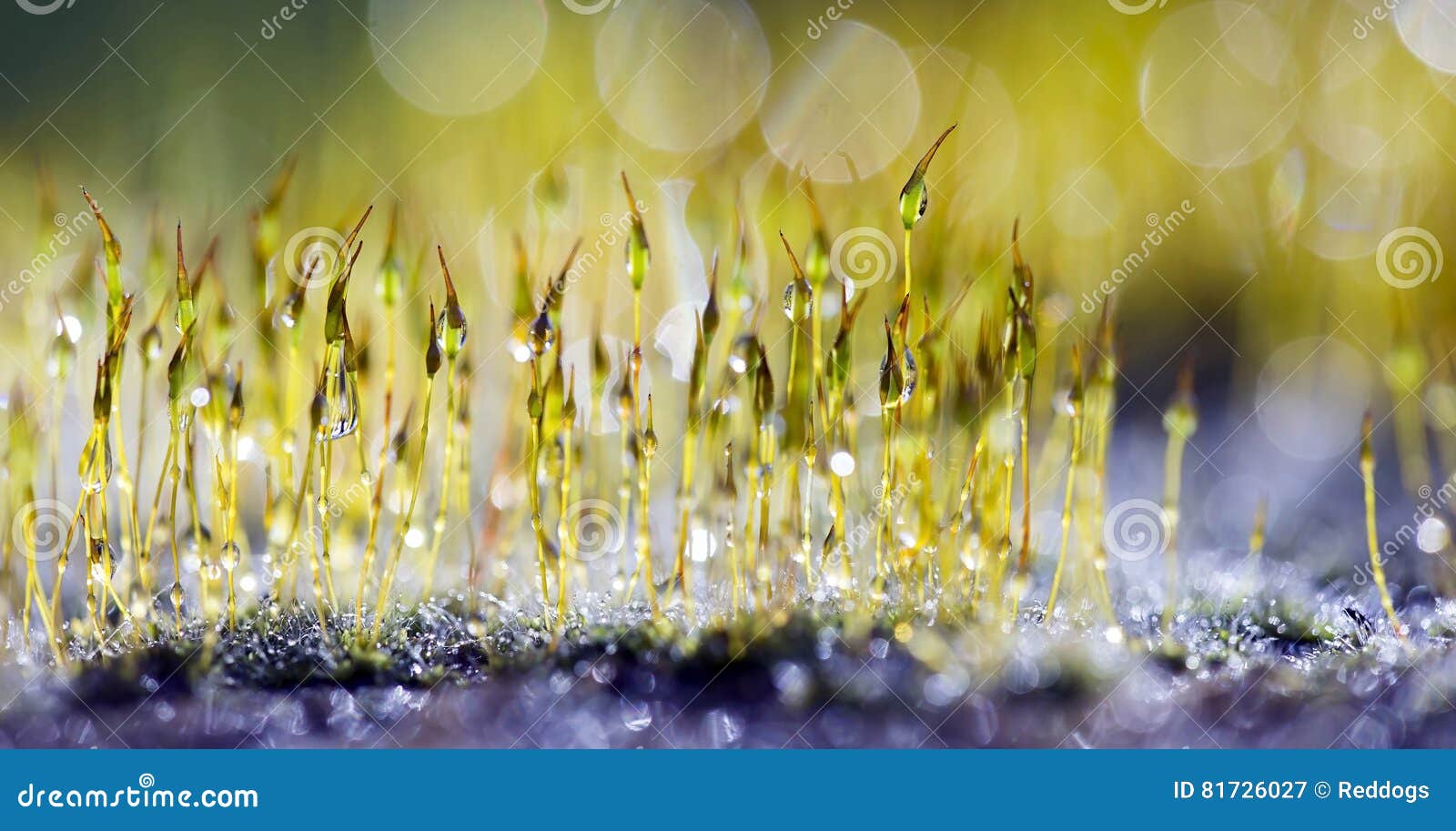 104 Mossy Spring Banner Stock Photos - Free & Royalty-Free Stock Photos ...