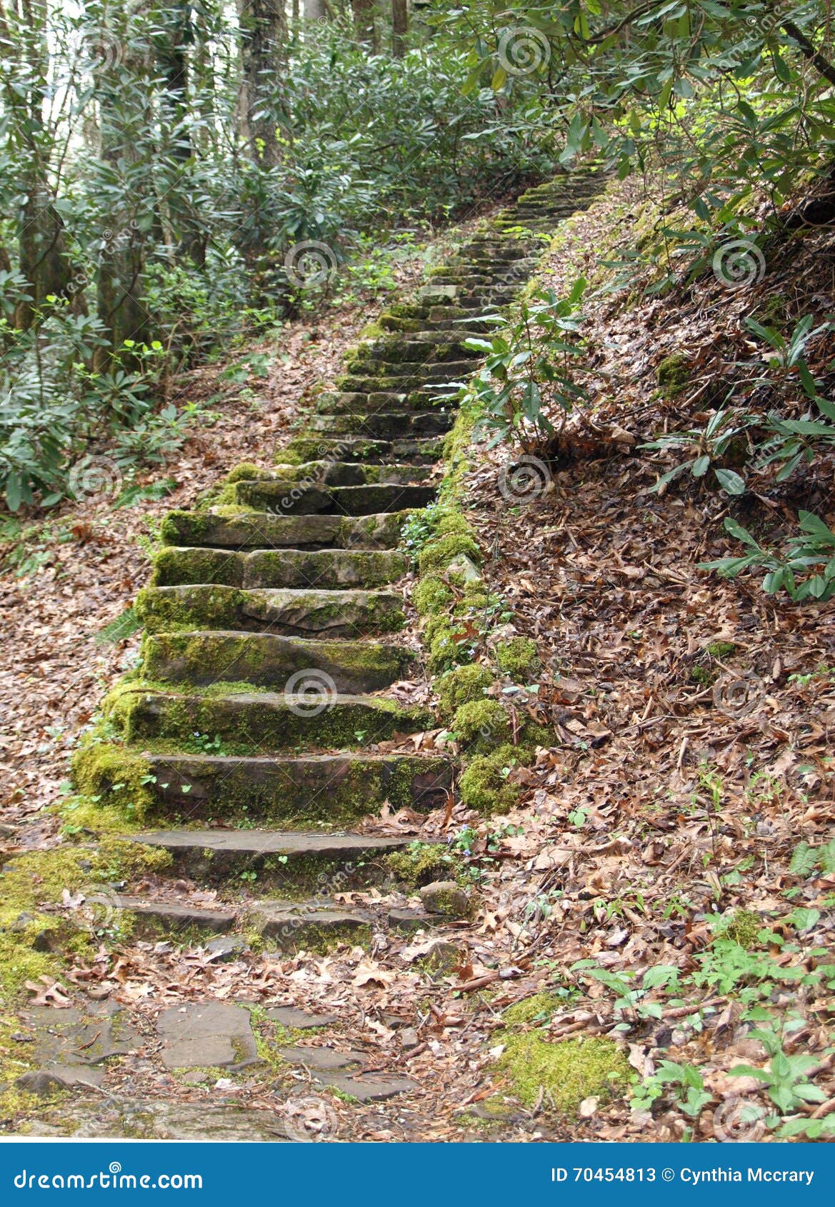 Mossy Steps stock image. Image of forest, tennessee, path - 70454813