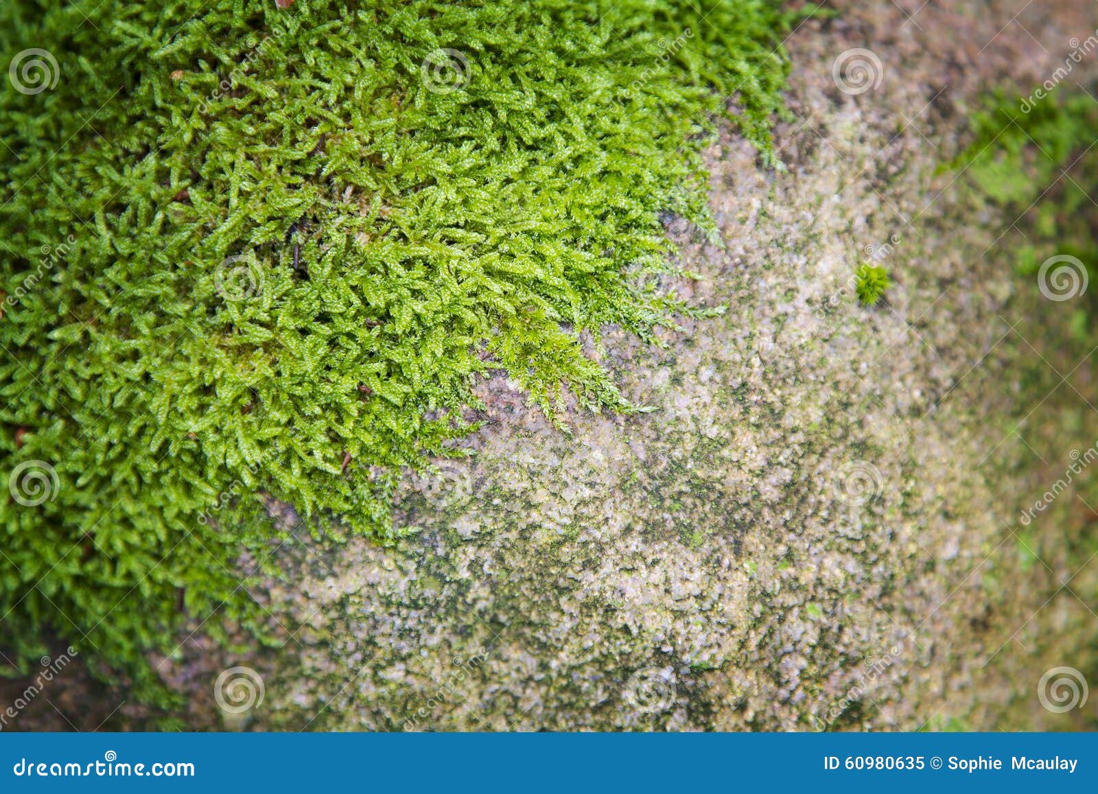 Mossy stone background stock image. Image of growth, detail - 60980635
