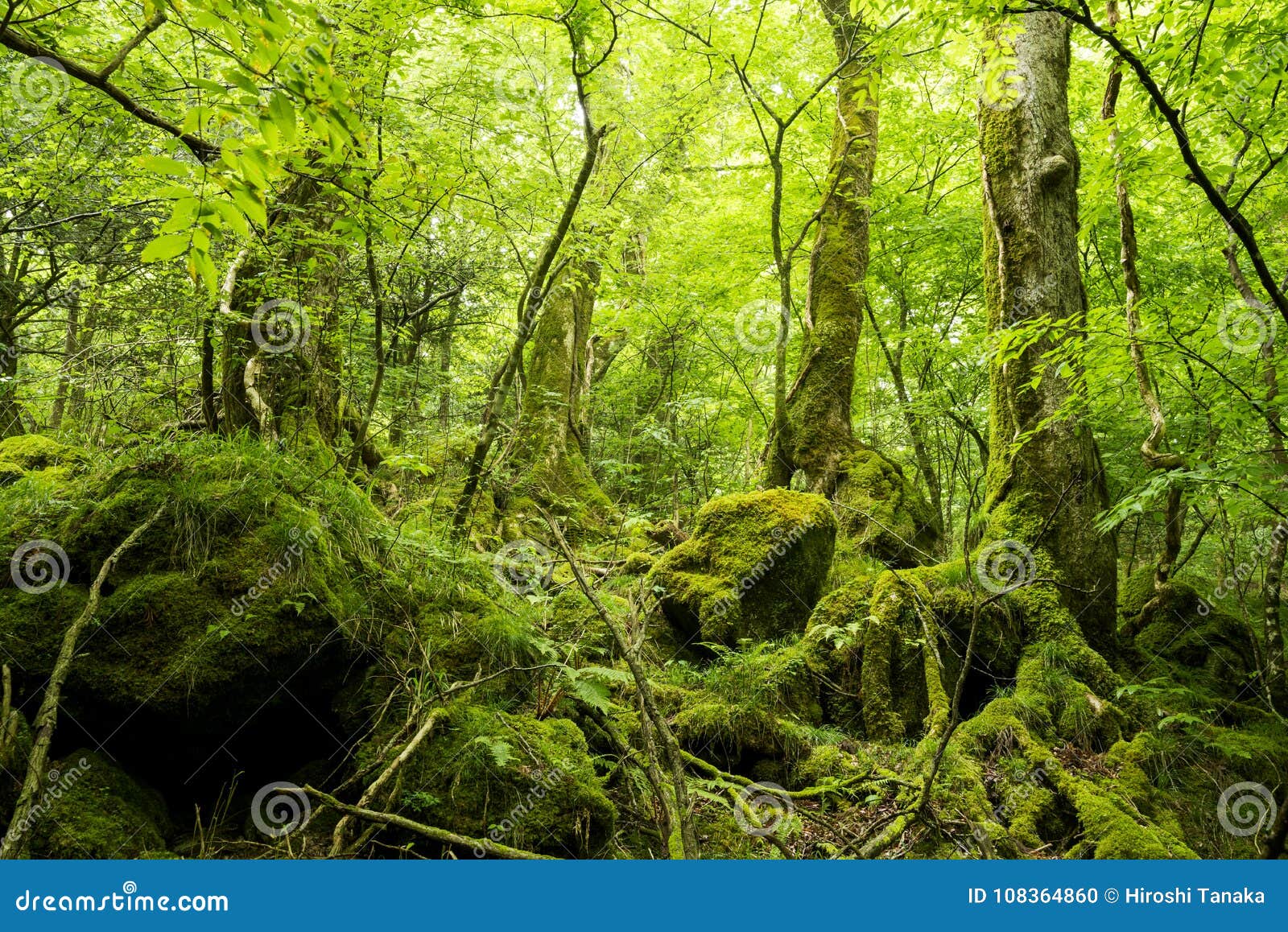 Native Mossy Forest On West Coast Of New Zealand. Royalty-Free Stock ...