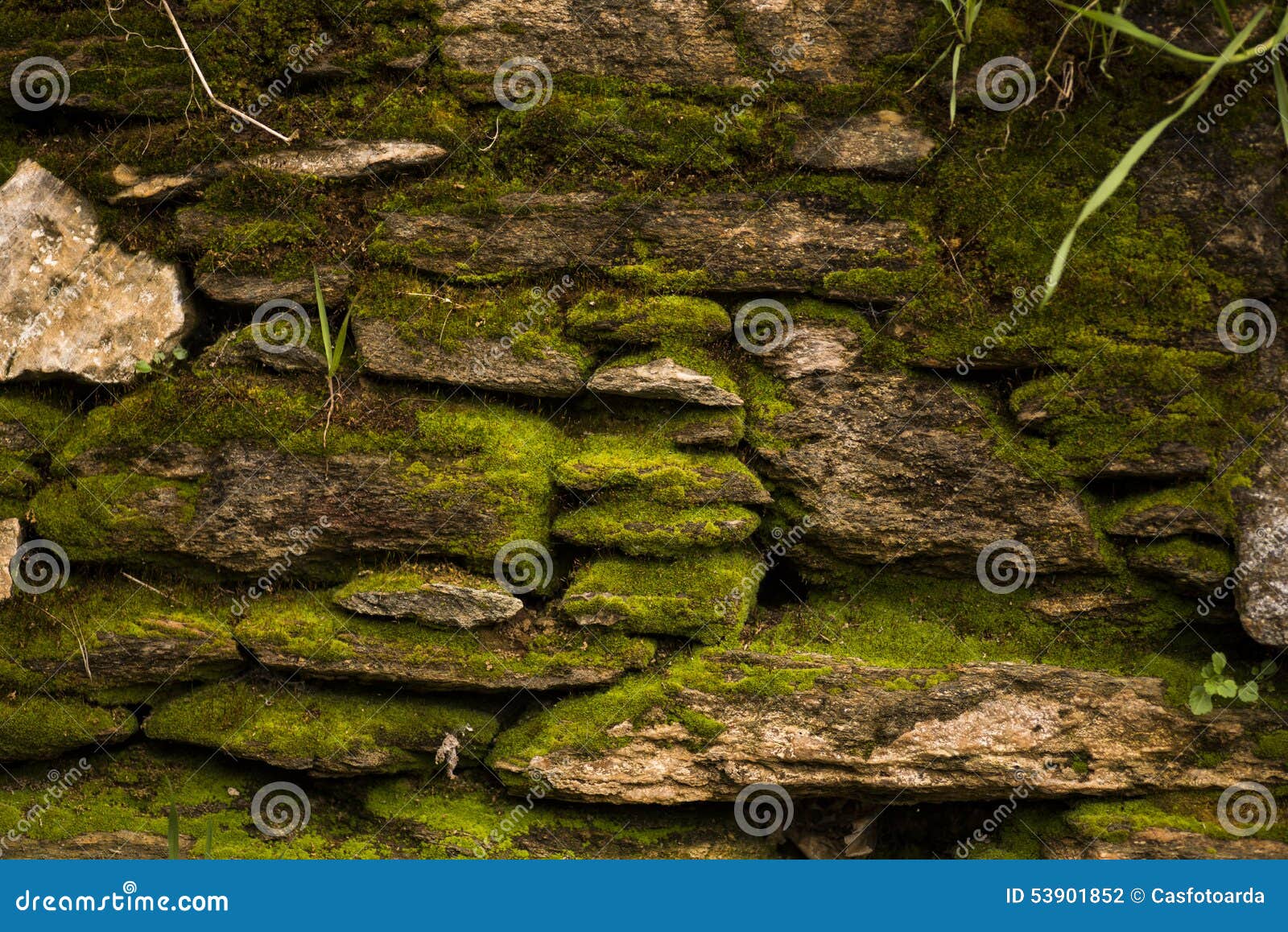 Mossy stone texture stock photo. Image of plant, close - 53901852