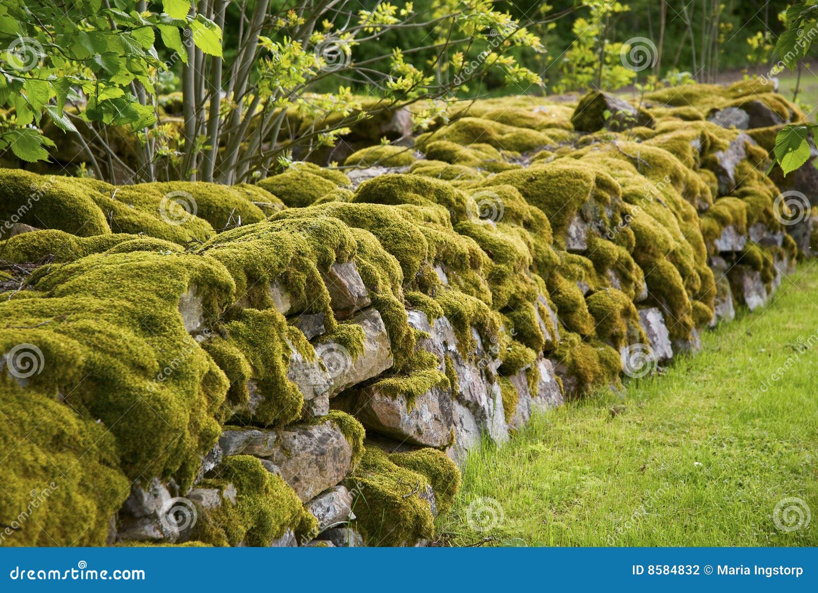 Mossy stone wall stock photo. Image of brick, mystique - 8584832
