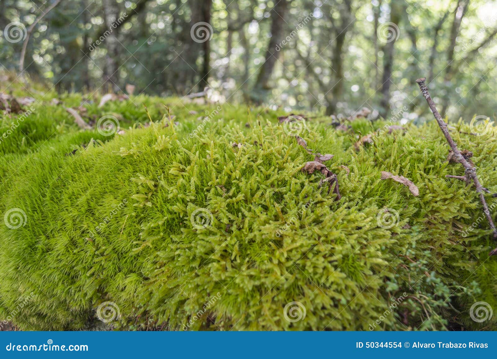 Mossy Stone Wall in a Wet Forest Stock Photo - Image of background ...