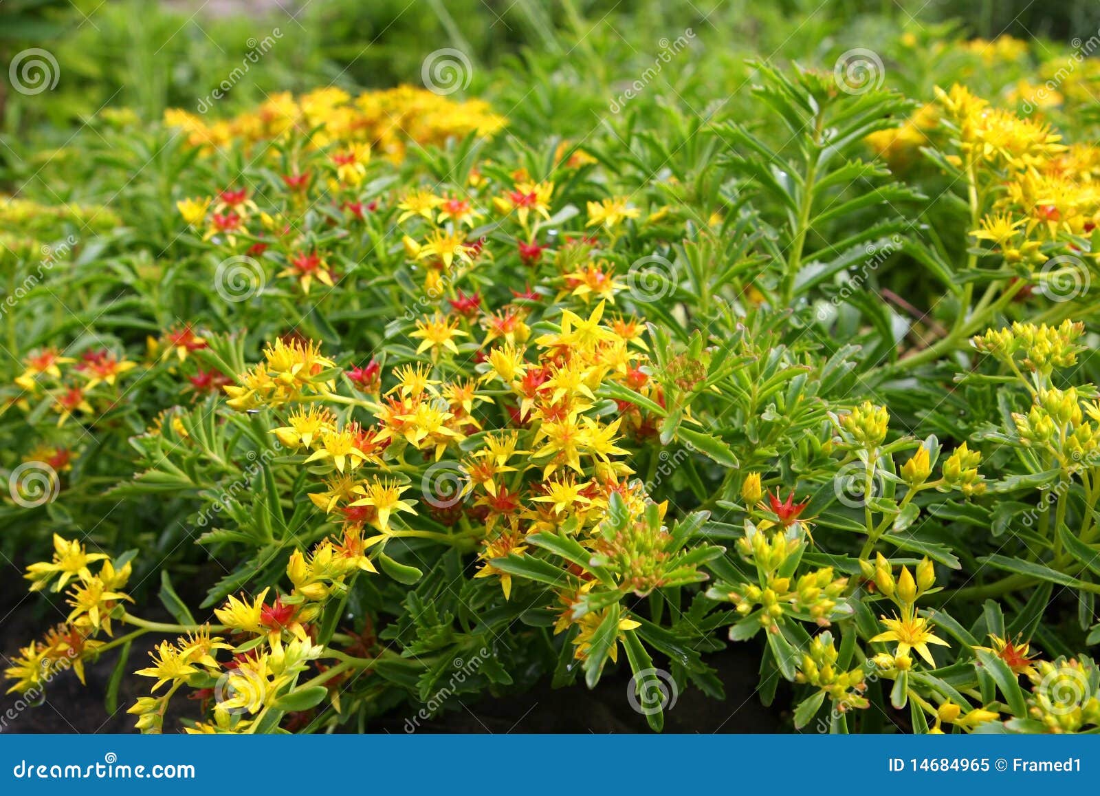 Mossy Stonecrop Flower stock image. Image of pattern - 14684965