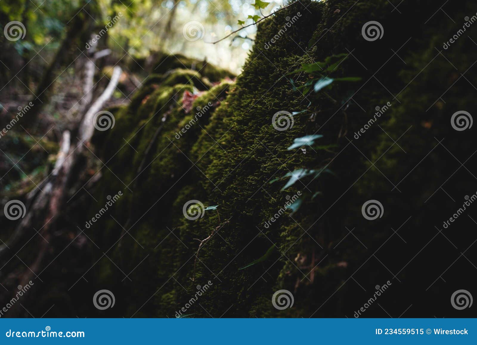 Mossy stones in the forest stock image. Image of wild - 234559515