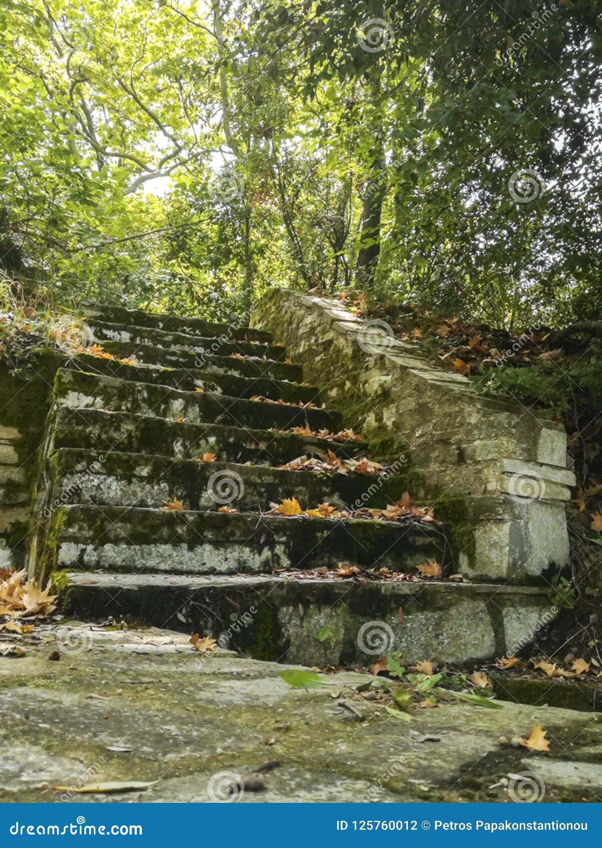 Stone Stairs Leading in the Forest Stock Photo - Image of alone, forest ...