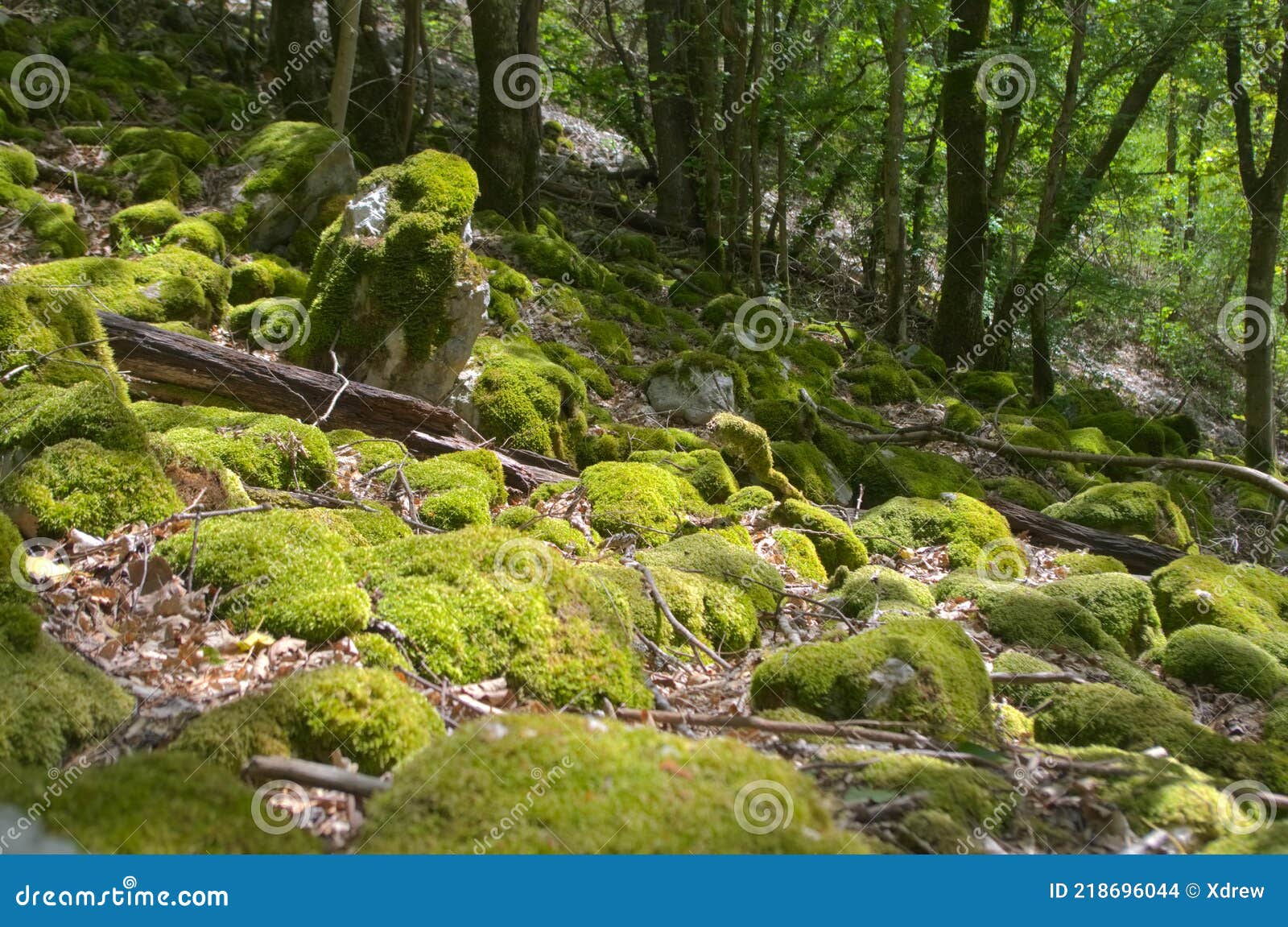 Mossy stones in wet forest stock photo. Image of season - 218696044