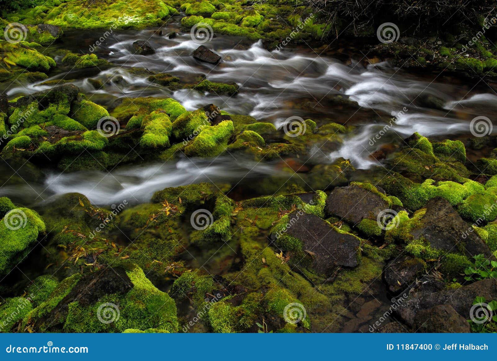 Mossy stream stock photo. Image of changing, fresh, moisture - 11847400