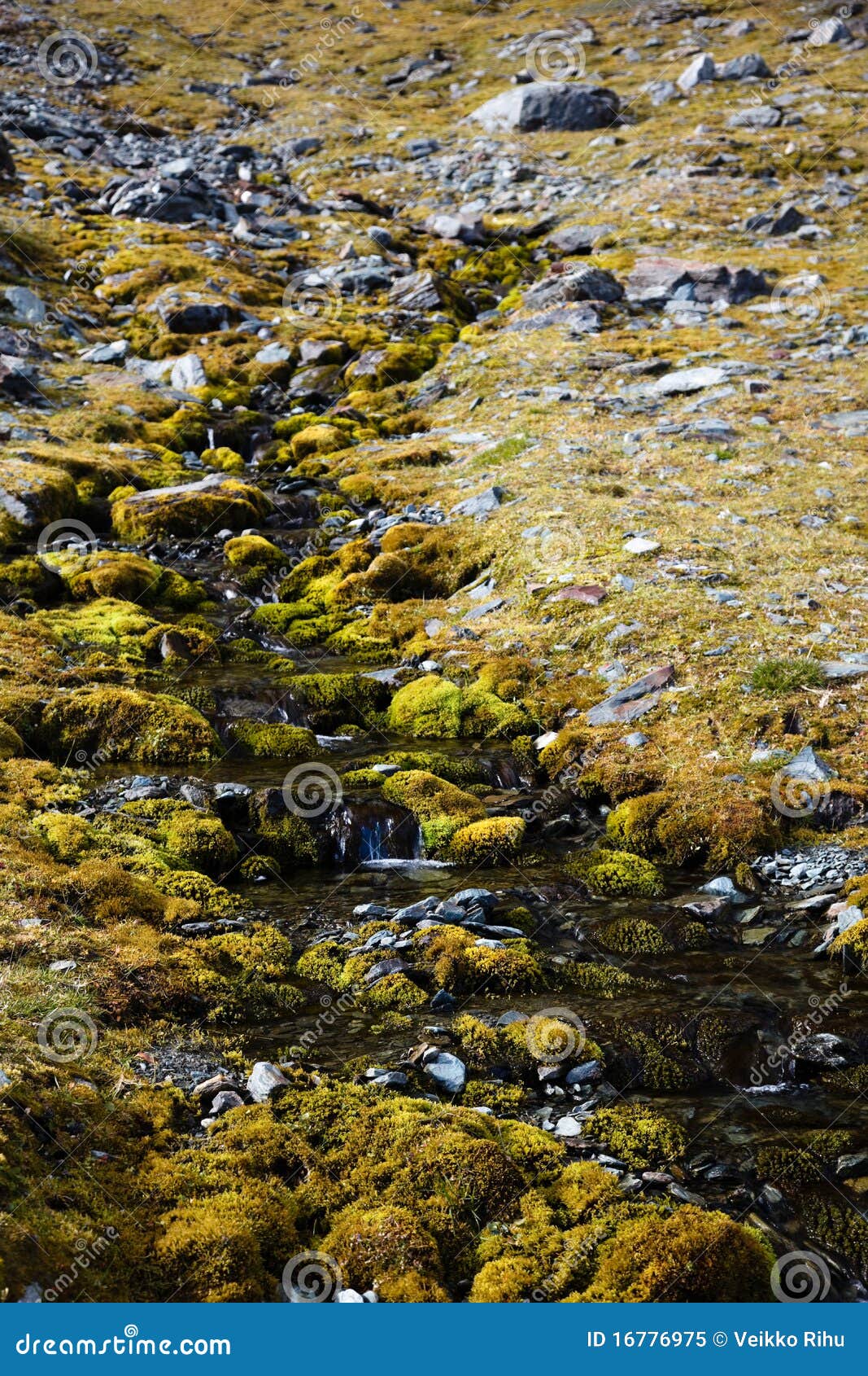 Mossy stream stock image. Image of mountain, scandinavia - 16776975