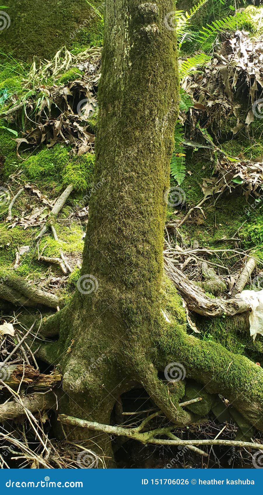 Mossy stump stock photo. Image of stump, green, moss - 151706026